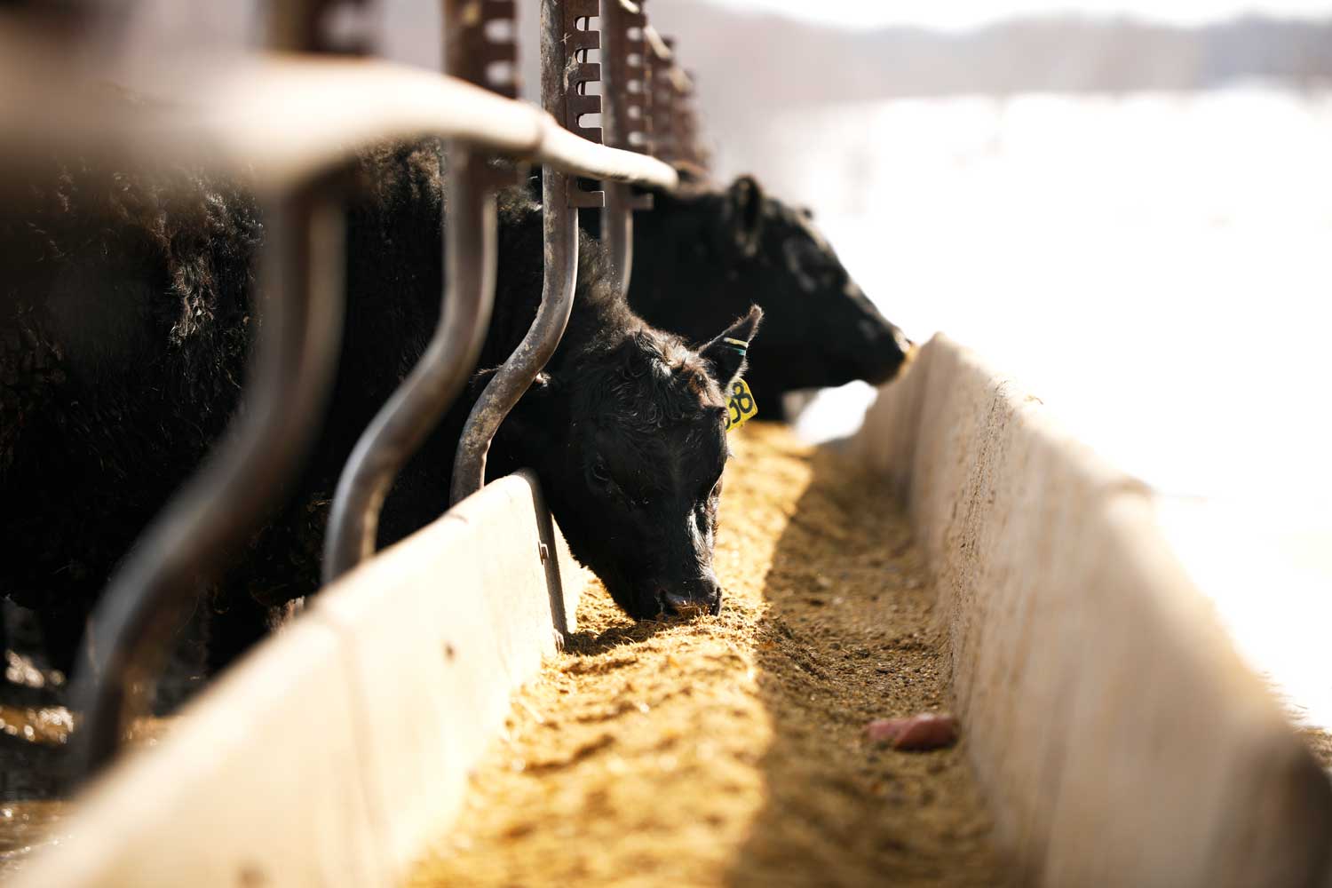 Help prevent costly forage waste, optimize feeding with a vertical feed ...