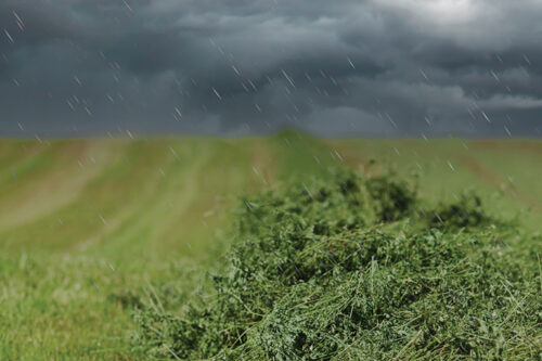 Putting Rained-On Hay to Use