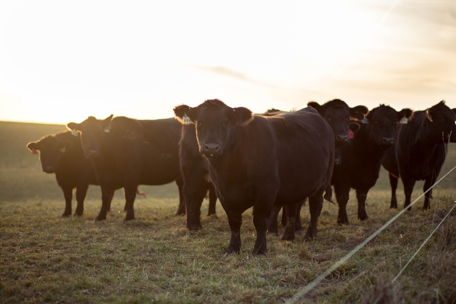 Implementing High-Density Grazing | Makin' Hay - The Latest In ...