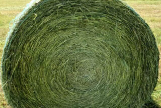 Silage vs. hay: What is silage?